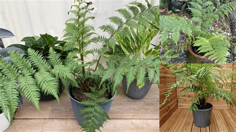 Tree Ferns Types Care And Benefits For Your Garden Randy Lemmon