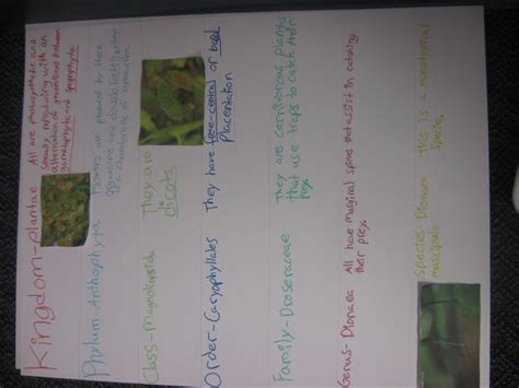 Linnaeus Taxonomy Classification