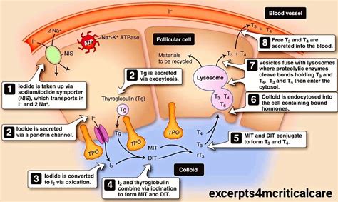 Thyroid Hormone Synthesis