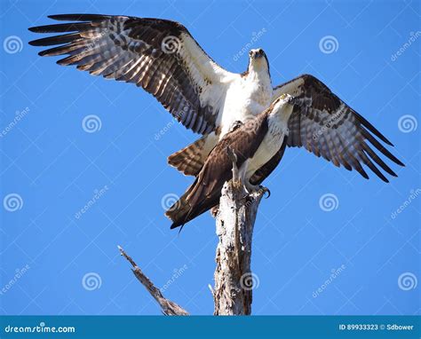 Male Osprey Landing On It`s Mate Stock Image Image Of Pair Hawk