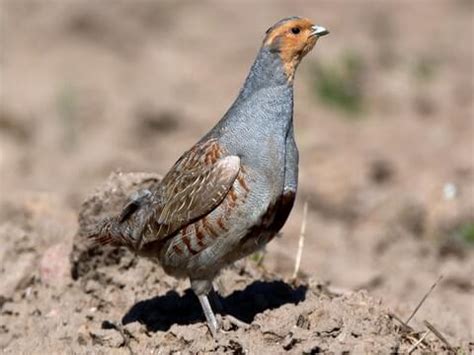 Partridge Bird