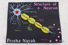 7 Best Neuron Model Images Neuron Model Neurons Cell Model Project