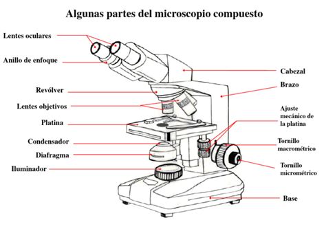Partes De Un Microscopio óptico Compuesto Platina