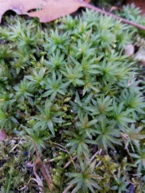Saxifraga bronchialis L., Matted saxifrage (World flora) - Pl@ntNet ...