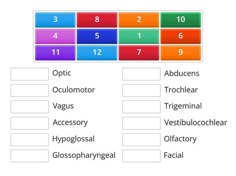 Cranial Nerves Match Up