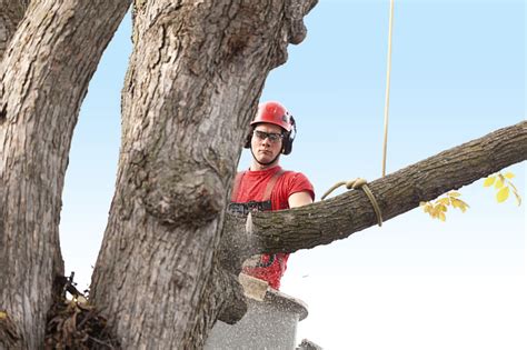 Tree Removal Service Novi