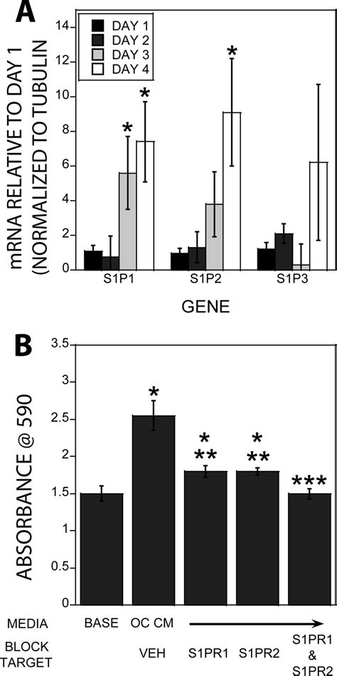 Osteoclast S1p Stimulates Osteoblast Migration A Base Medium Base