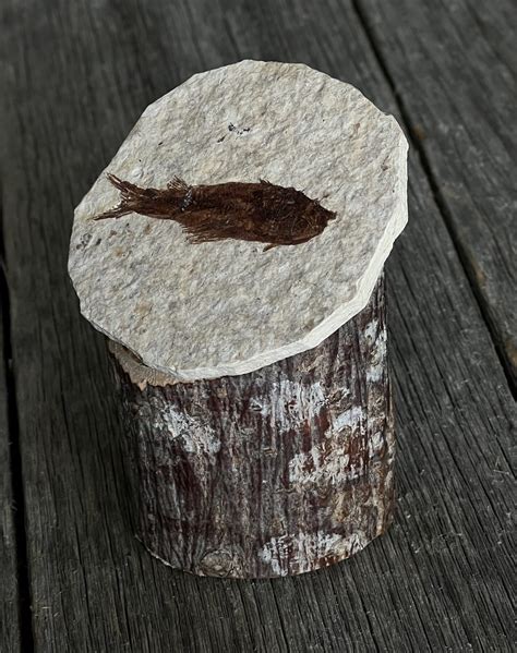 Large Fossil Ammonite Metalegoceras Sp East Timor 299 Million Years Old Moorabool Antique