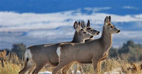 Deer Tests Positive For Chronic Wasting Disease On The Flathead