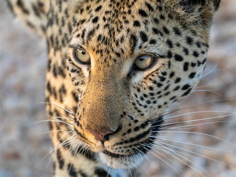 Female Leopard Klaserie Sa David Esterline Flickr