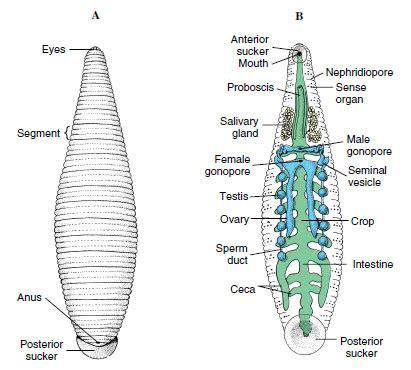 Hirudinea Leech Anatomy