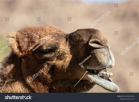 Ugly Camel Toe