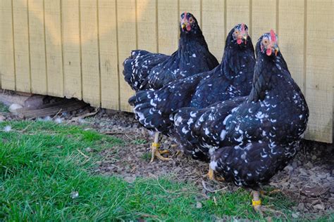 Heritage Poultry Of Dot Ranch