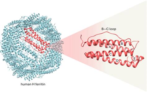 Challenges In Exploiting Human H Ferritin Nanoparticles For Drug