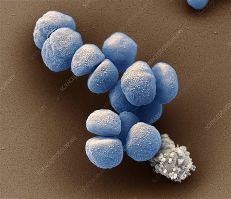 Lactic Acid Bacteria Sem Stock Image C0066447 Science Photo Library