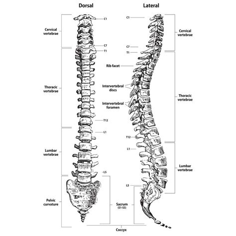 Vertebral Column Diagram Labeled Spinal Anatomy Vertebral Column