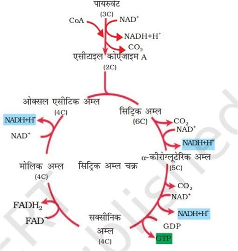 क्रेब्स चक्र या ट्राइकाबर्बोक्सिलिक अम्ल चक्र Krebs Cycle Fact In Hindi Gk In Hindi Mp Gk