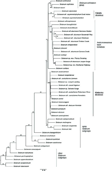 Astral Iii Species Tree Generated From Ml Gene Trees Estimated In