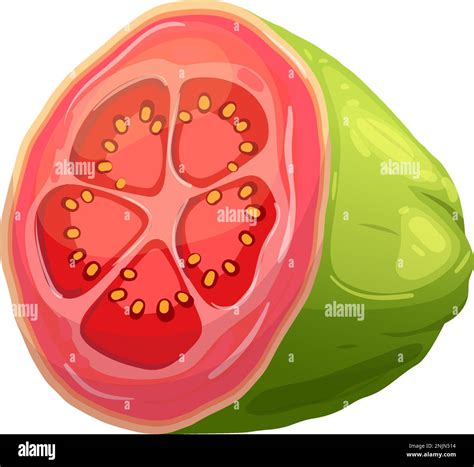 Guava Fruit Fresh Food Cartoon Vector Illustration Stock Vector Image