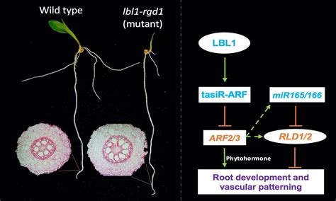 Scientists Uncovered How Conserved Small Rnas Regulate Root
