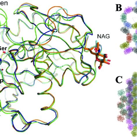 A Superposition Of The Lipase Structural Models Showing The Catalytic Download Scientific