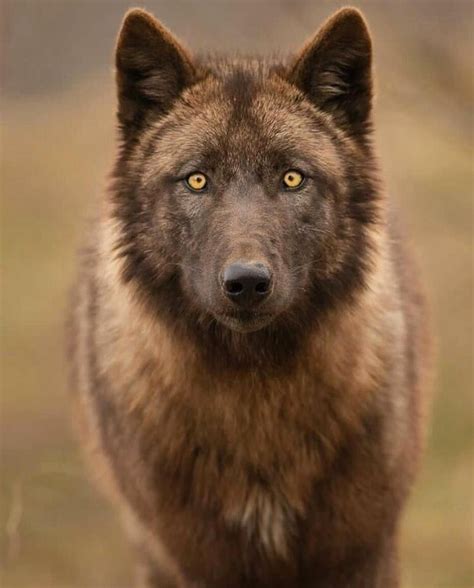 The World Of Wolves Evan Kokoskas Captivating Photo Wolf Photos