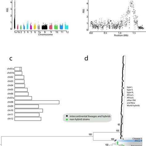 Outlier Region Under Selection In Intercontinental Lineages And Hybrid