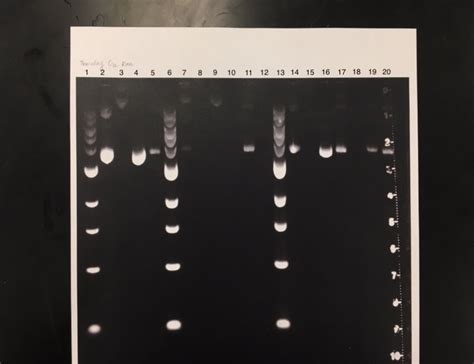 Lab Graph For Cre Proof Download Scientific Diagram