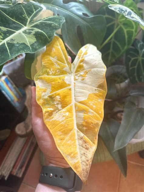Preserving Variegated Alocasia Frydek Leaves Rhouseplants