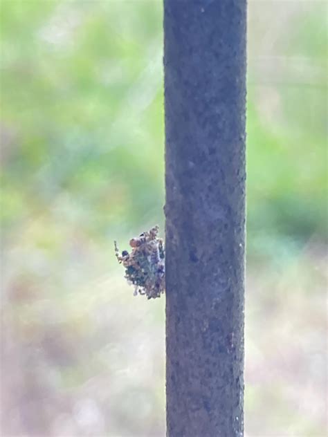 Best R Bugsarefuckingstupid Images On Pholder What Is This Monster It Was Waiting For Me