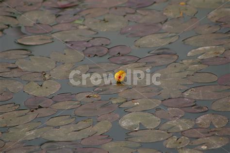Blossom Flower 꽃 Plant 식물 사진 이미지 일러스트 캘리그라피 Kexiar작가