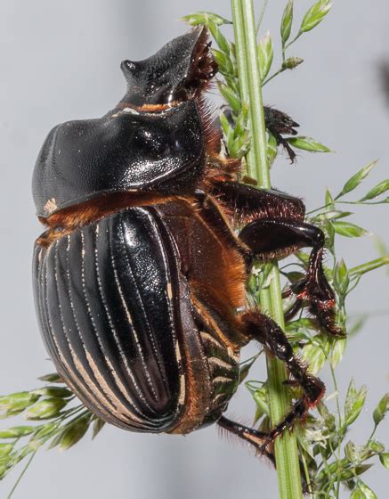 Unknown Beetle Dichotomius Carolinus Bugguidenet