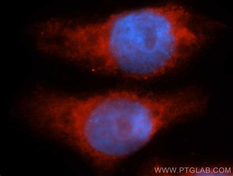 Abcg4 Fusion Protein Ag5587 Proteintech