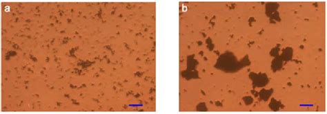 Figure 1 From Influence Of The Ph Of Glutaraldehyde And The Use Of Dextran Aldehyde On The