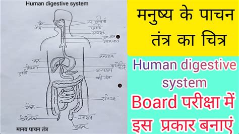How To Draw Human Digestive System Daigram Drawing Easy Science Project