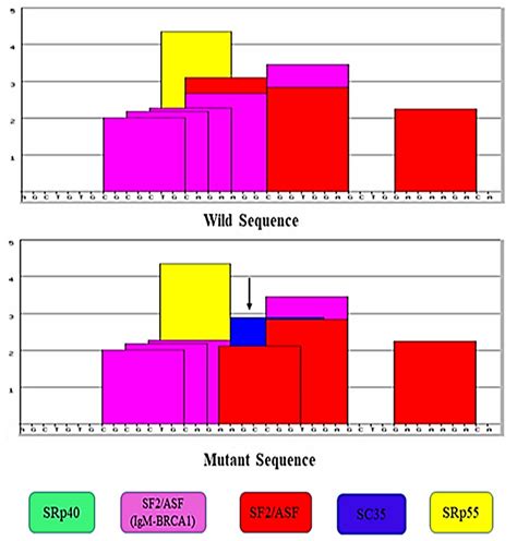 Effect Of Genetic Variation On The Exonic Splicing Enhancers Eses Download Scientific Diagram