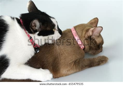 Cat Having Sex Cat Make Love Stock Photo 655479535 Shutterstock