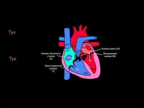Тоны сердца - YouTube
