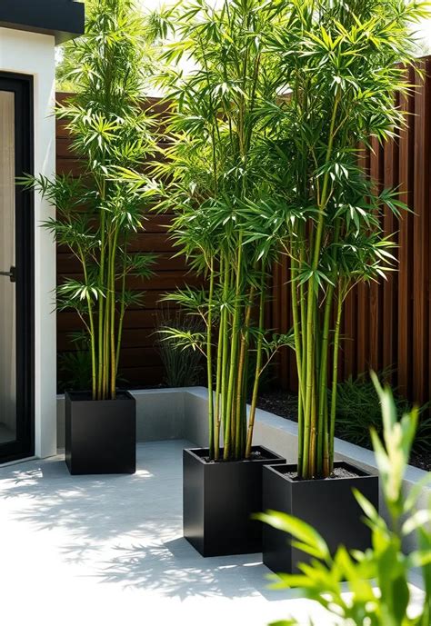 15 Container Plants For Privacy That Will Transform Your Outdoor Space