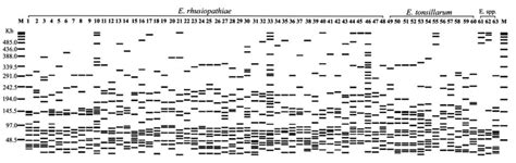 Schematic Representation Of The 63 Pfge Patterns Produced From The 70 Download Scientific