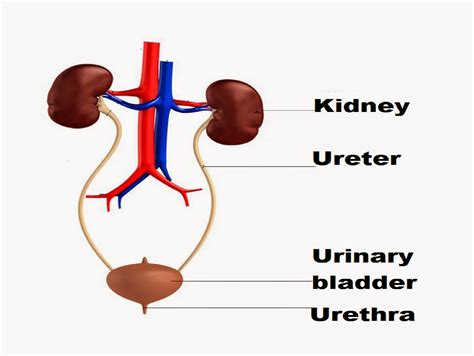 Urinary System