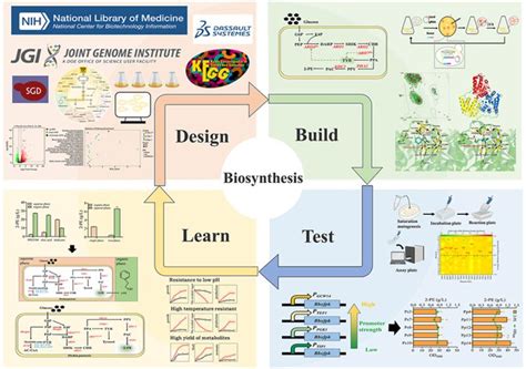 🌹 Engineered Yeast Hits Record Yield Of Rose Scented Compound With Help From Computer Guided