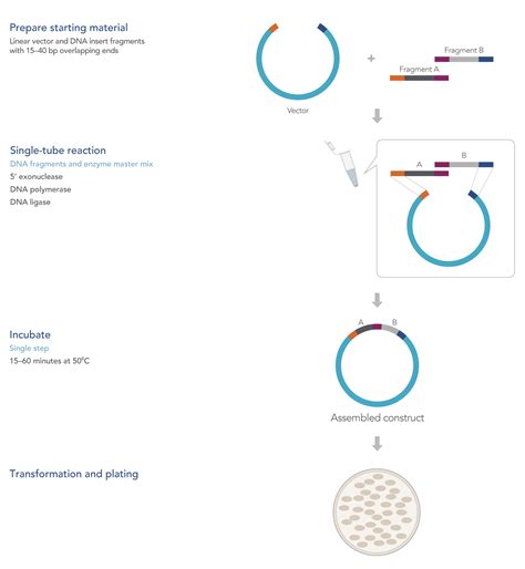 Dna Cloning Process New Synthetic Biology Method Revolutionises Dna