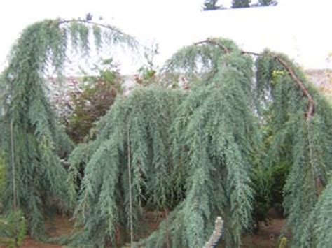 Weeping Cypress