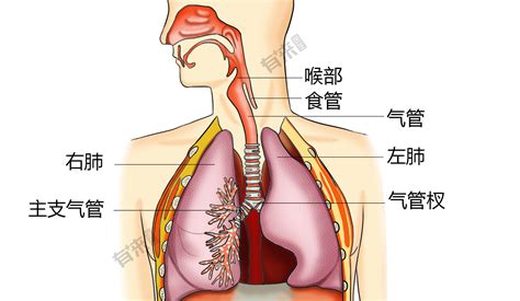 气管和食道位置三维图 千图网