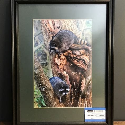Nature Photo Of Raccoons Seattle Second Use Seattle And Tacoma