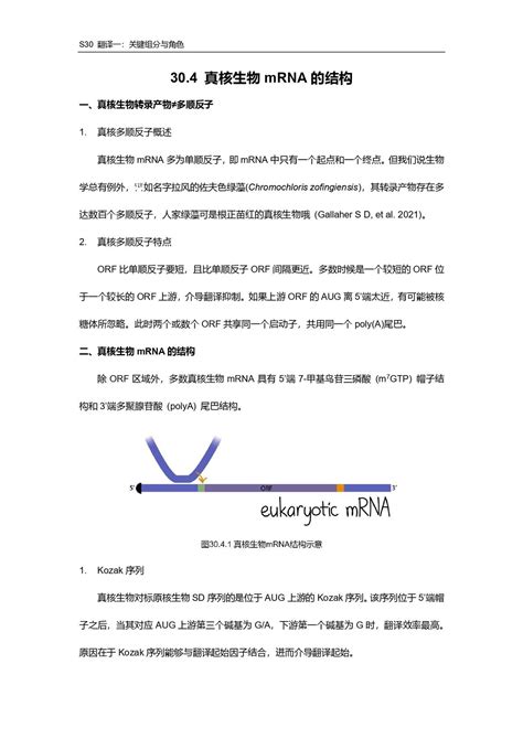 【分子】304 真核生物mrna的结构 哔哩哔哩