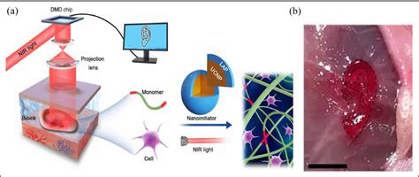 Figure 1 From A Review On Fabrication Of 3d Printed Biomaterials Using Optical Methodologies For