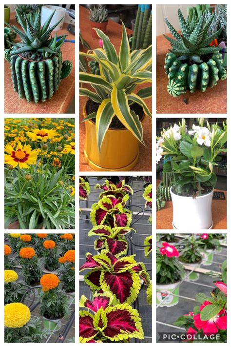 ‫ben Ben Nursery משתלת בן בן Home Facebook‬