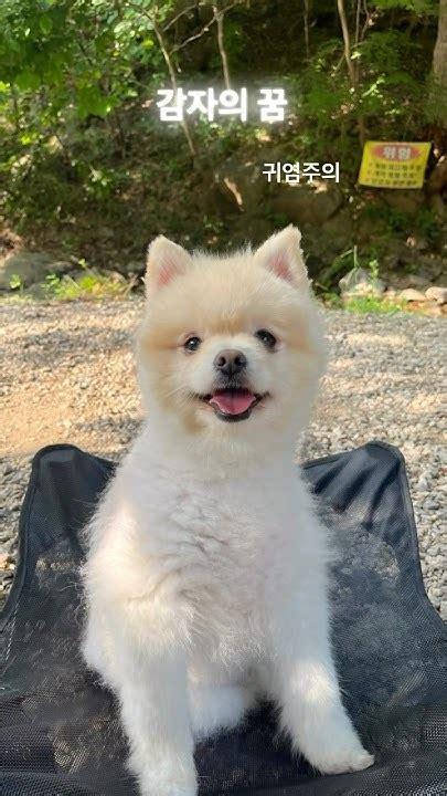 Camping 강아지 캠린이 Camp 캠핑하는강아지 댕댕이 댕댕이캠핑 댕맛집 댕퍼 빈티지캠핑 캠린 감자의꿈 Youtube